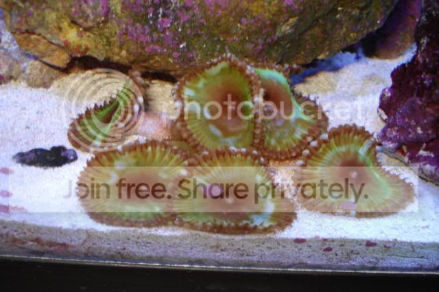 My Paly Grandis... | Reef2Reef