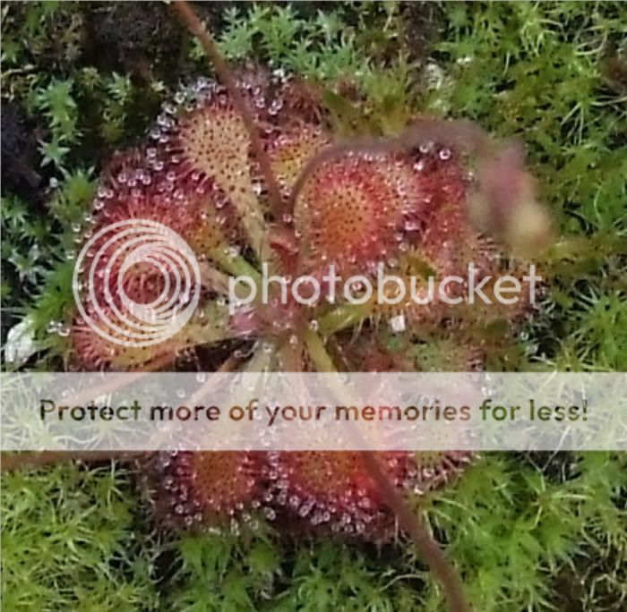 Drosera identification - Drosera - Carnivorous Plants UK