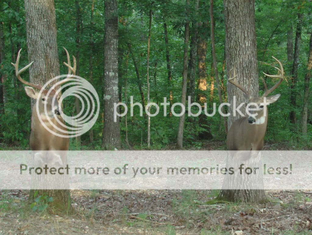 pictures of 125" deer | Archery Talk Forum