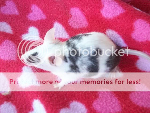 RY Broken Merle Project Visuals:) | Pet Mice Forum