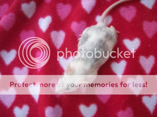 RY Broken Merle Project Visuals:) | Pet Mice Forum