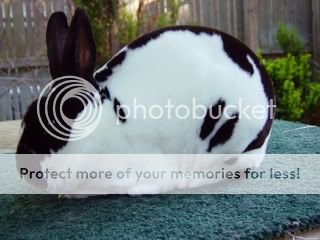 Rabbit Body Types | Rabbits Online Pet Rabbit & Bunny Forum