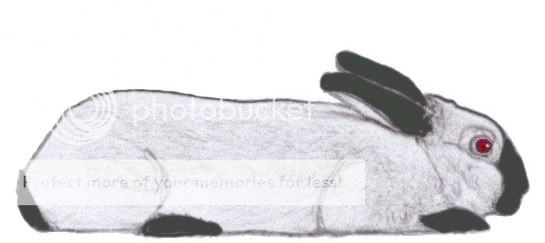 Rabbit Body Types | Rabbits Online Pet Rabbit & Bunny Forum