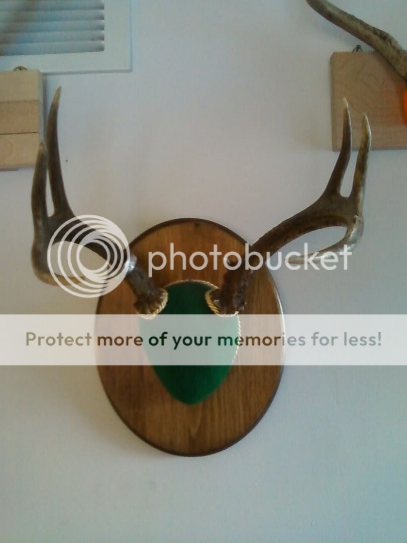 My Antler Mounts | Archery Talk Forum