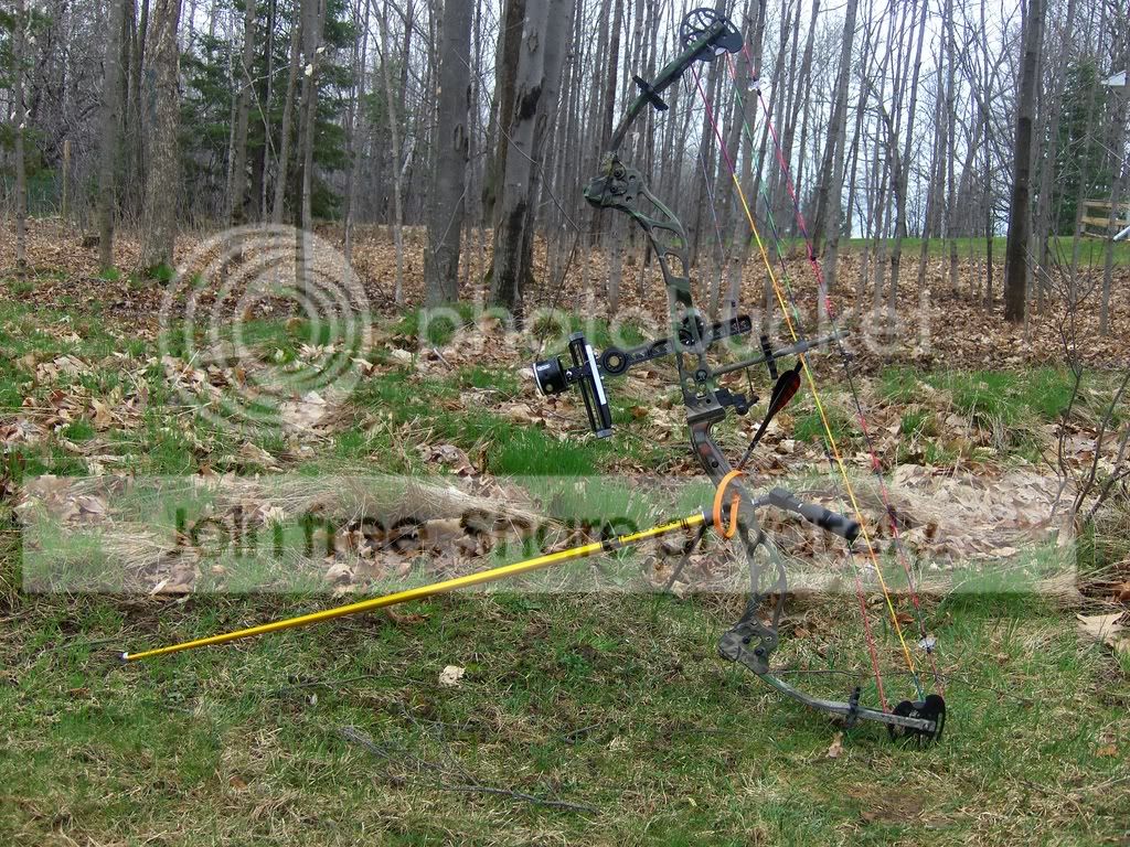 My new Constitution and Schmidtys Specialty Strings! | Archery Talk Forum