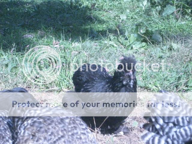 Is my Cochin a Silkie cross?? | BackYard Chickens - Learn How to Raise ...