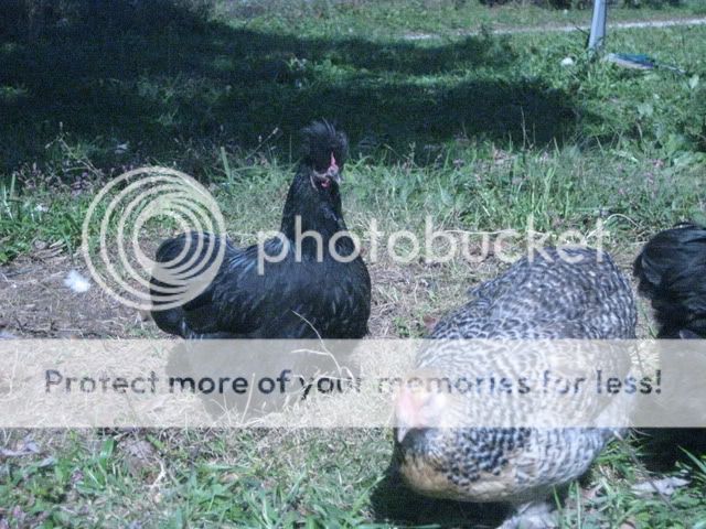 Is my Cochin a Silkie cross?? | BackYard Chickens - Learn How to Raise ...