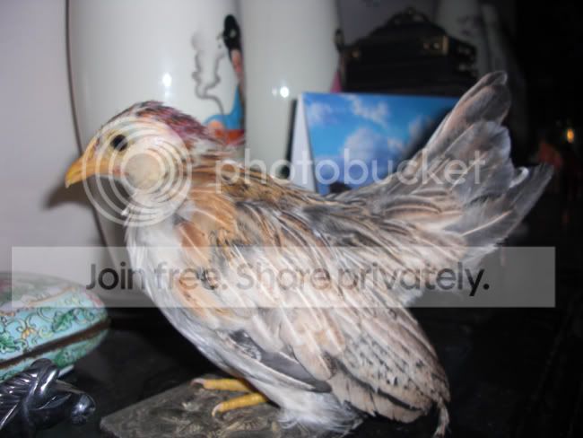 Baby Frizzled Serama Pics | BackYard Chickens - Learn How to Raise Chickens