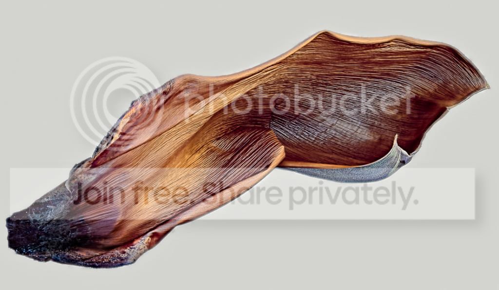 Palm Tree Husk Extraction - PentaxForums.com