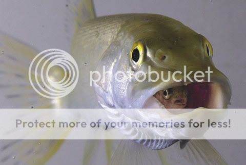 Eka's Portal • View topic - Wheres the Fish vore?